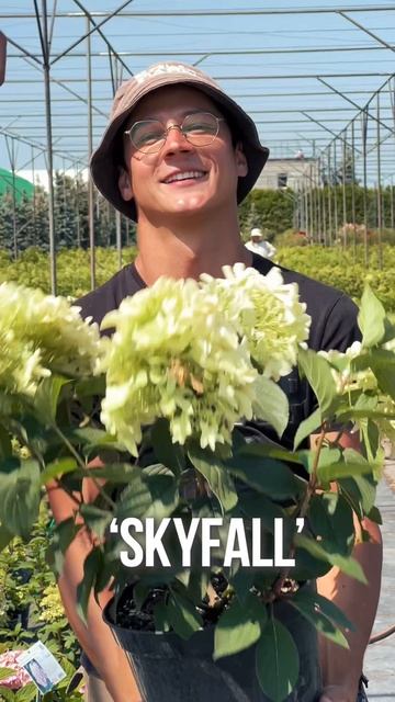 Сезон гортензий в "ЁЛЫ-ПАЛЫ"