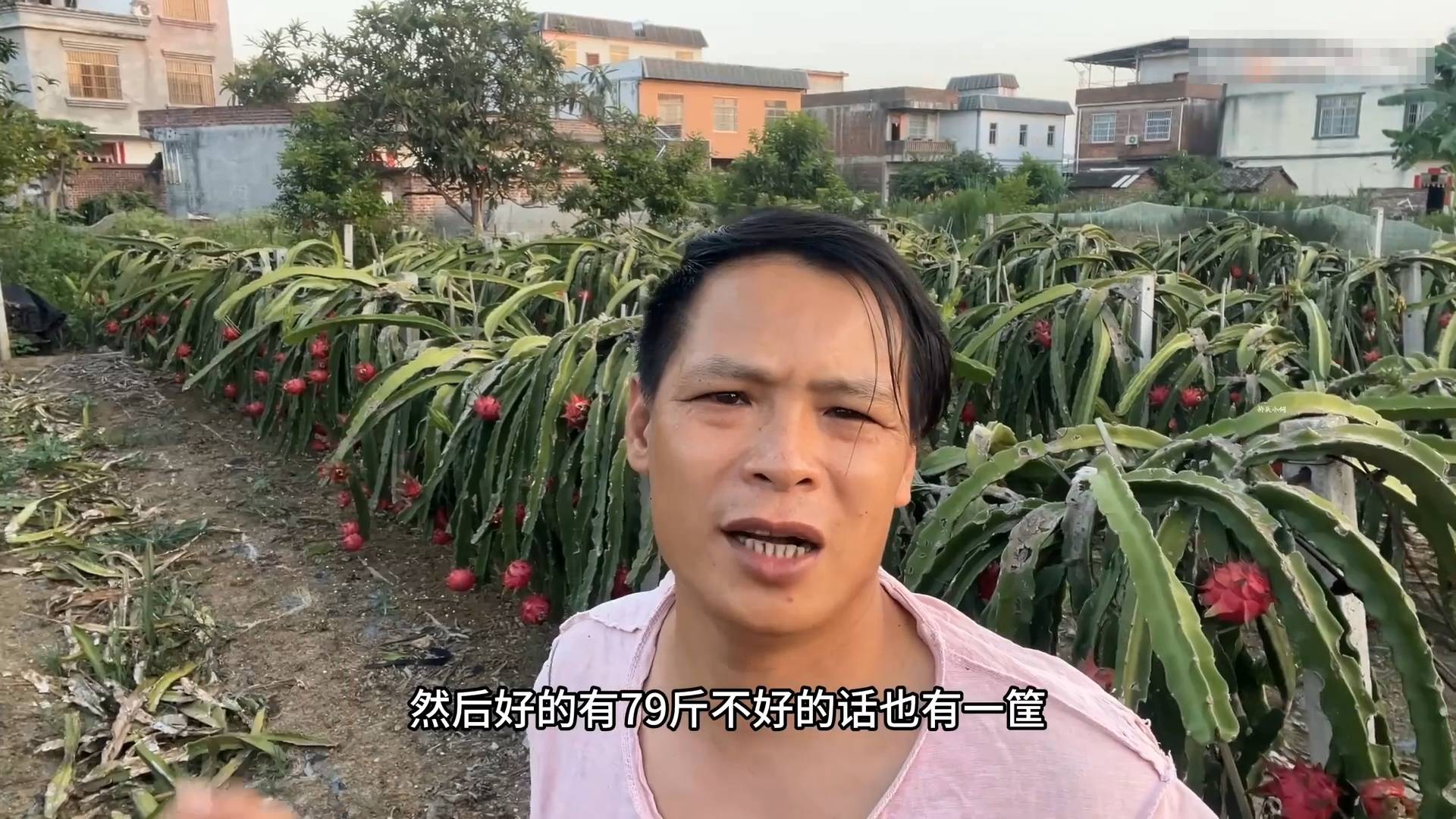 Сяо Хэ из Цяотоу - рассказывает о сложностях со сбытом питайя (драконий фрукт) для фермеров