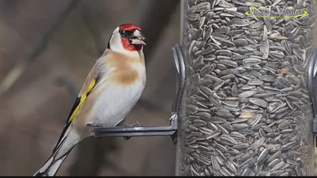 "Щегол" 💞💞Самая красивая песня (Аудио). #сезонконтентаRUTUBE #Спецпроект #сезон #контента #RUTUBE