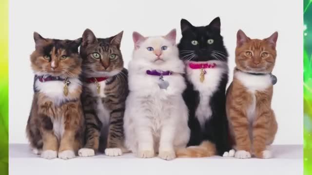 Все породы кошек мира