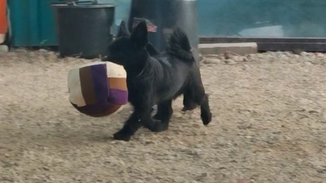 РусиШи никогда не дадут заскучать!