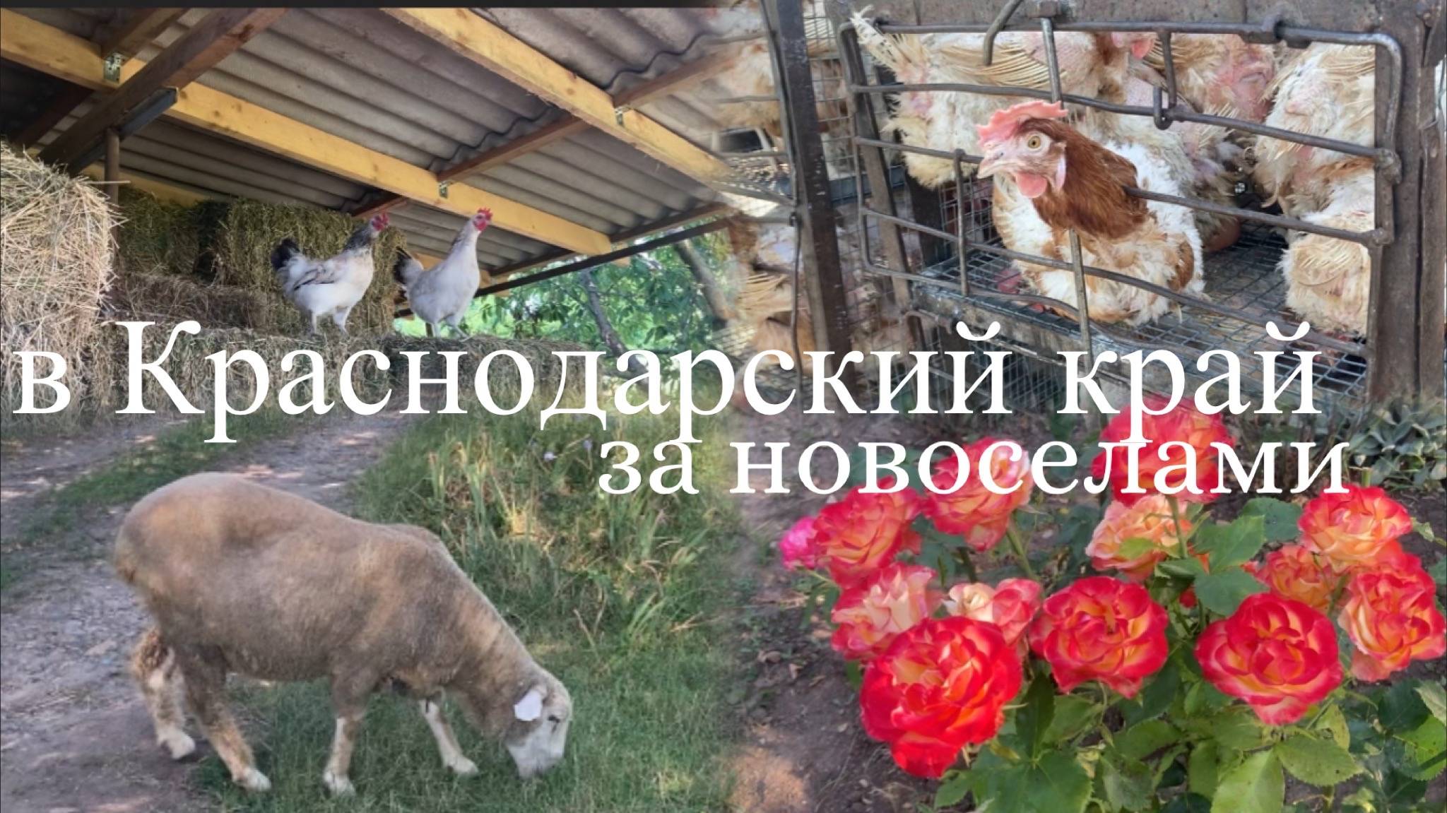 Жизнь на юге/ Поездка в Лабинск/ Лысое пополнение/ Укрепляем ограждение/ Простые будни/