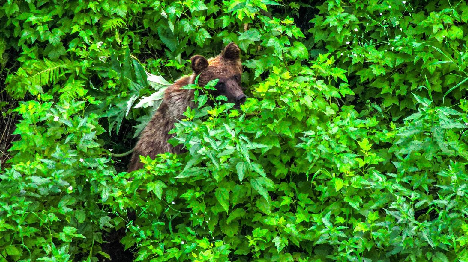 Необычные медведи Алтайского биосферного заповедника