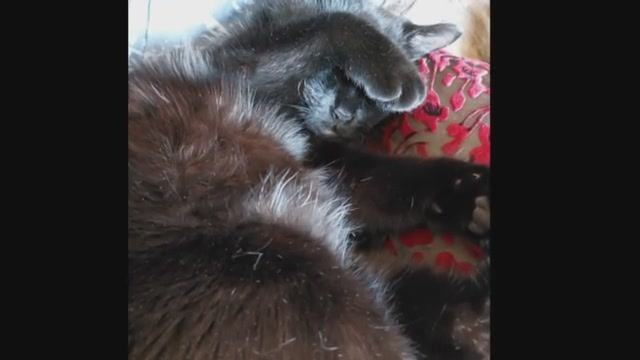 Черный - пречерный Кот Жук меняет окраску.