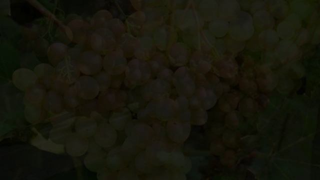 ВИНОГРАД - ПЕРСПЕКТИВНЫЕ СОРТА