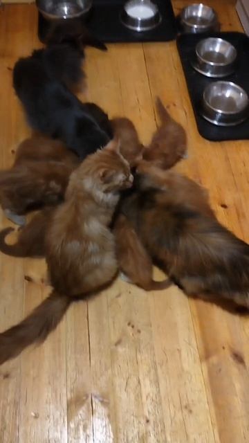 🐟 Рыба для кошек – можно или нет?