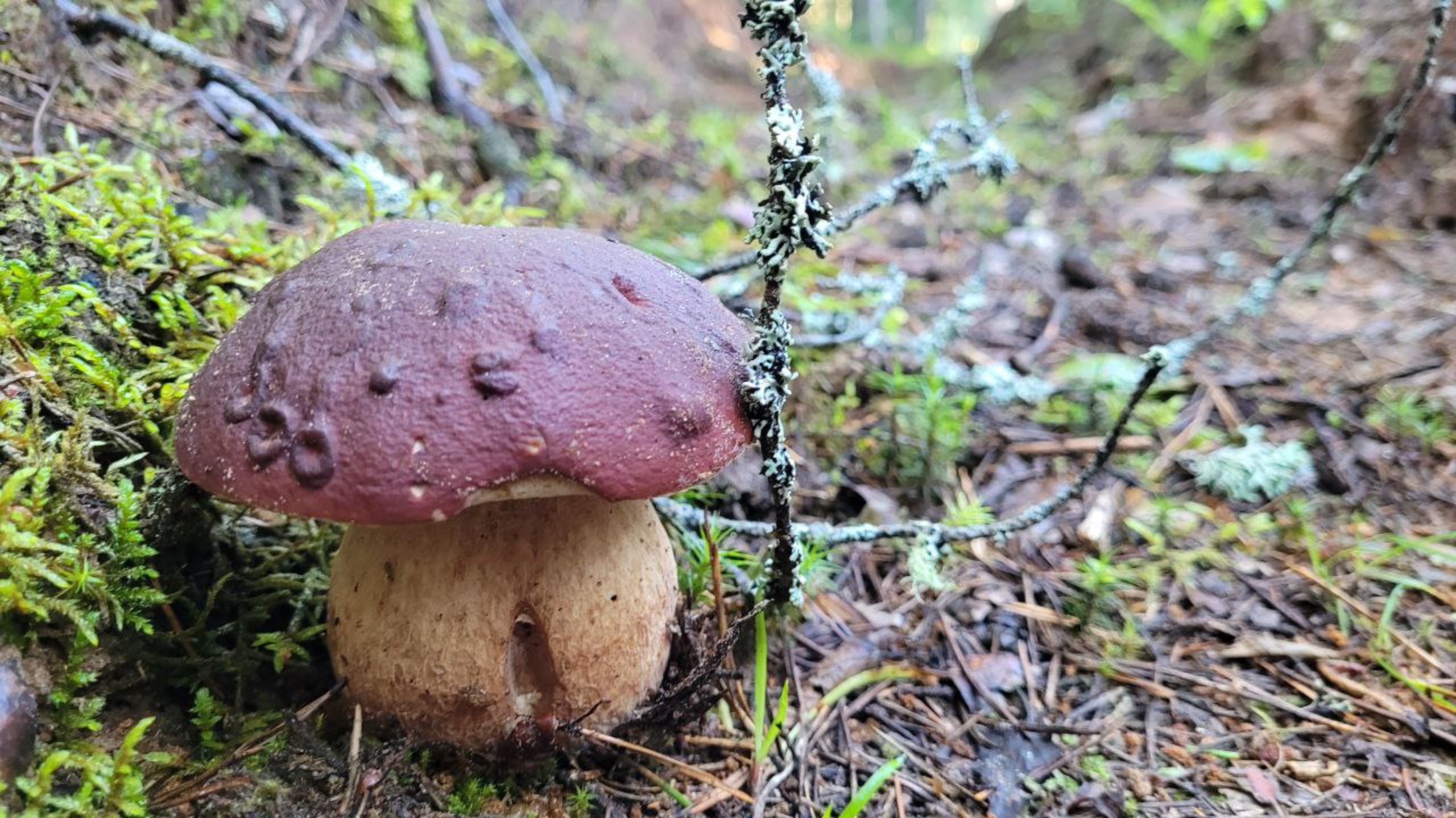 Первая разведка за грибами в этом году