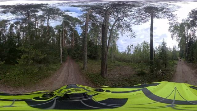 Лес, болото и лето в 360°