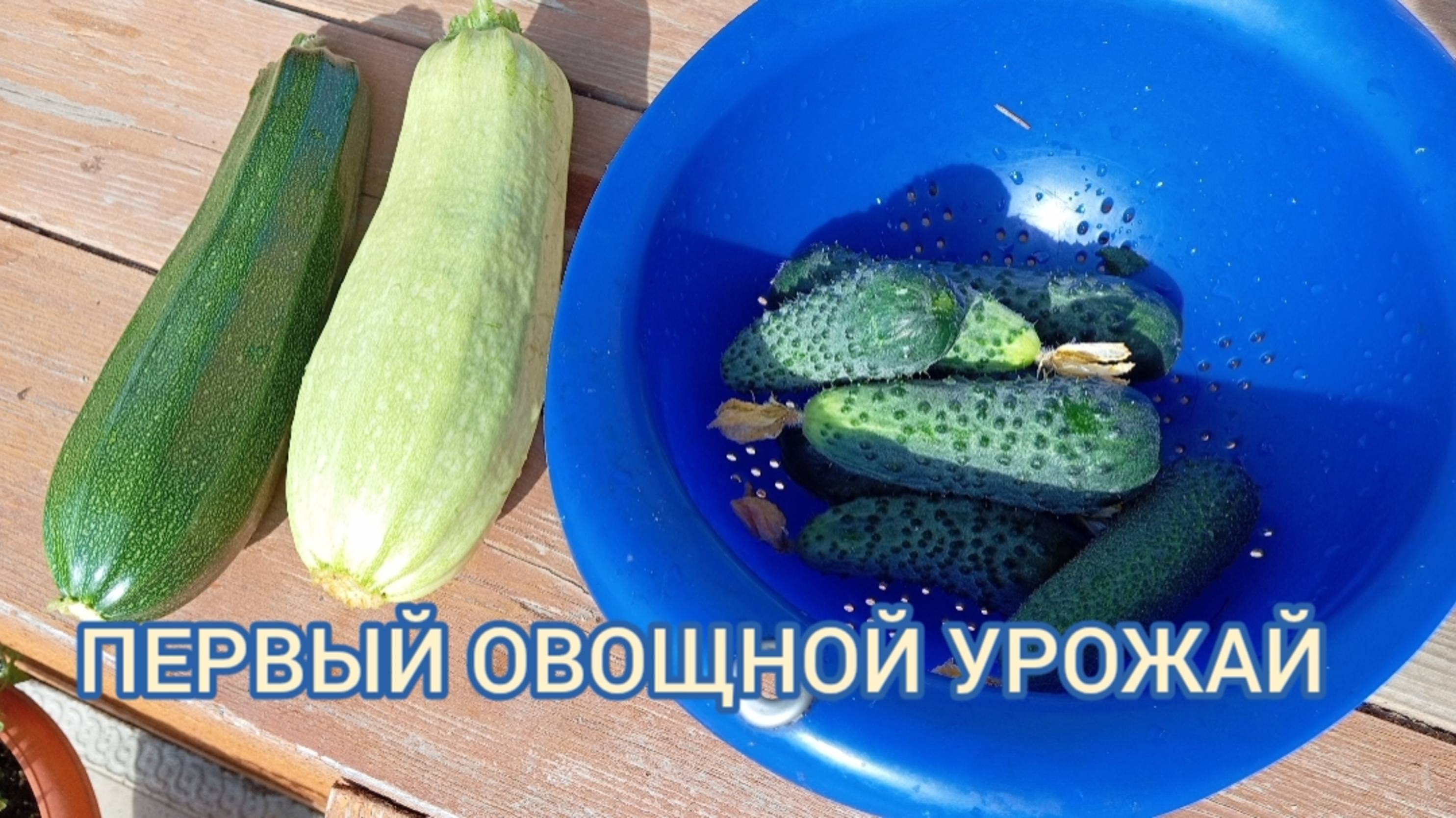 ПЕРВЫЙ ОВОЩНОЙ УРОЖАЙ.09.07.25г