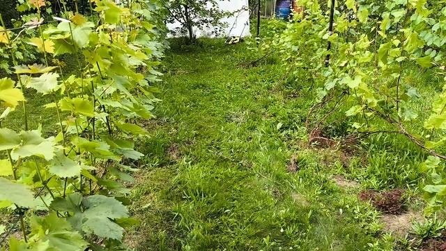 Виноградник без Травы