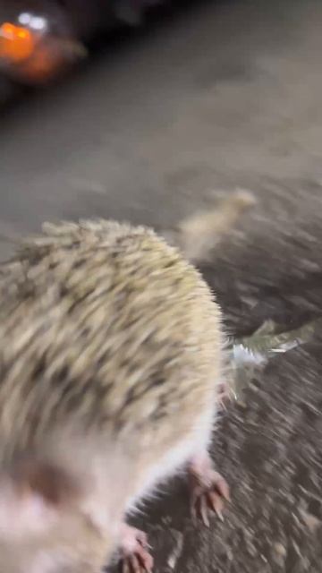 Ёжик пришёл за помощью