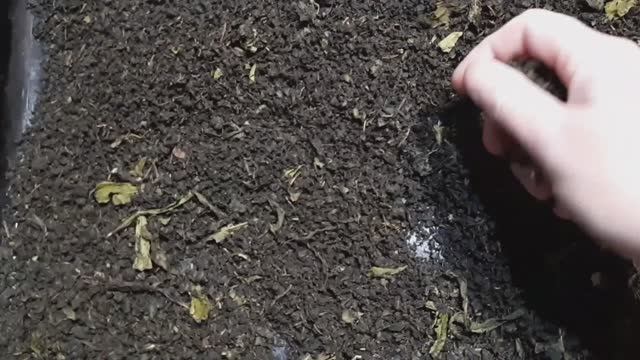 САМЫЙ ПРОСТОЙ СПОСОБ ФЕРМЕНТИРОВАТЬ ИВАН ЧАЙ (архив)