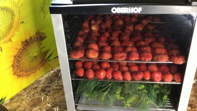 Заготовки на зиму. Готовлю клубнику в дегидраторе. Огородная кулинария.