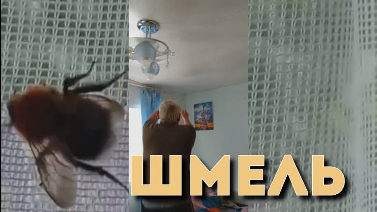 Операция "шмель" #михалычдачник #дача