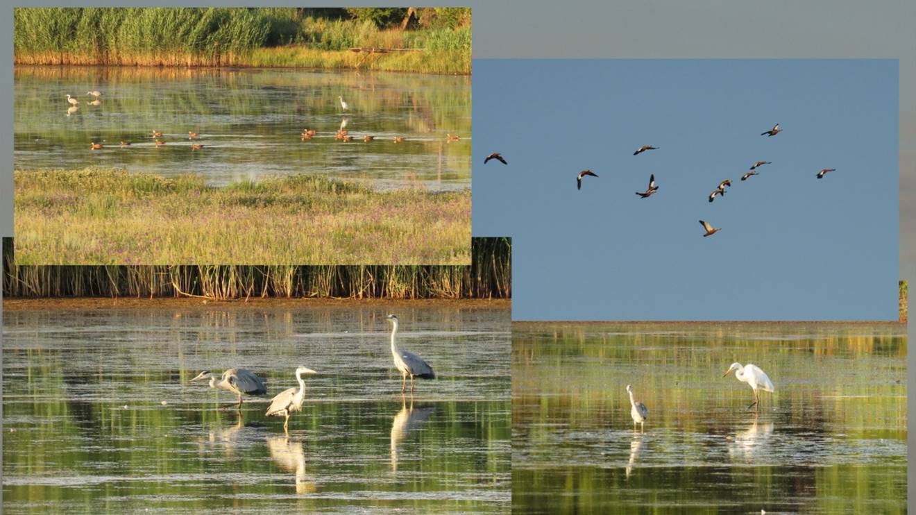 Семья огарей с уже большими птенцами, цапли серые и белая, чайки озёрные, кулики. 06.07.25