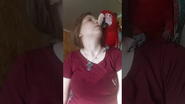 Попугай Ара - косметолог, пластический хирург, стоматолог