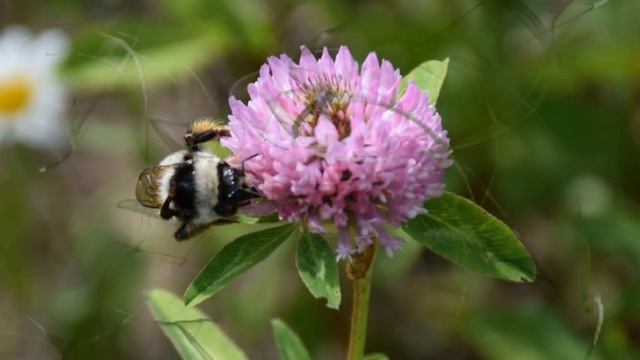 Летнее настроение