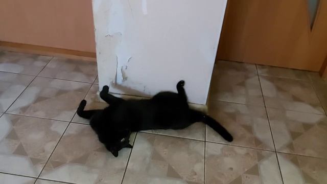 Вот за что мы этих ублюдков любим?  Только вредят!