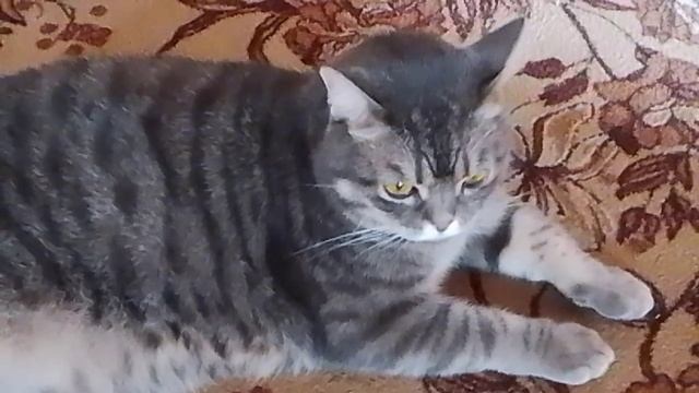 Барсик, успокой свой хвост