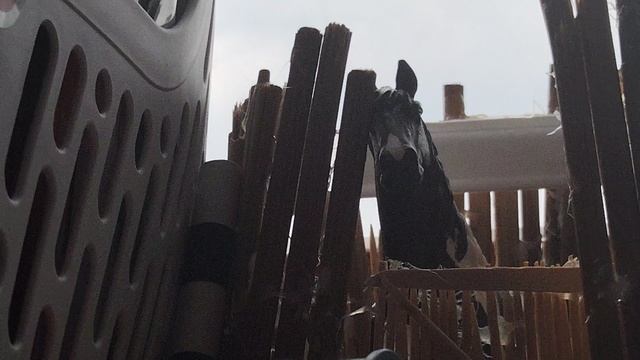 3 часть сериала "Секрет новенького "🫶🐎