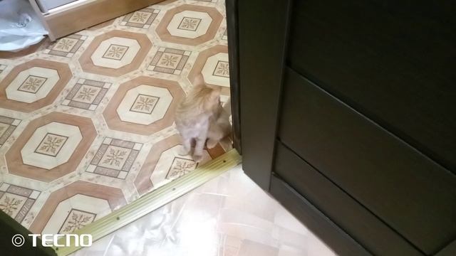 Неизвестная рука 6 котёнок