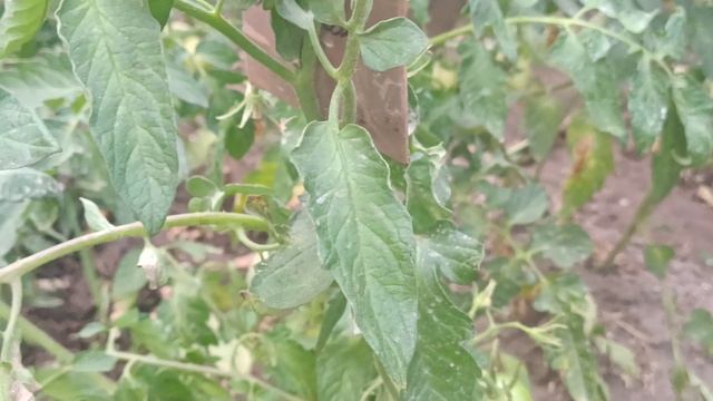 На календаре 9 июля, а на градусника + 41 в тени