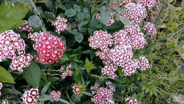 Цветение в июле