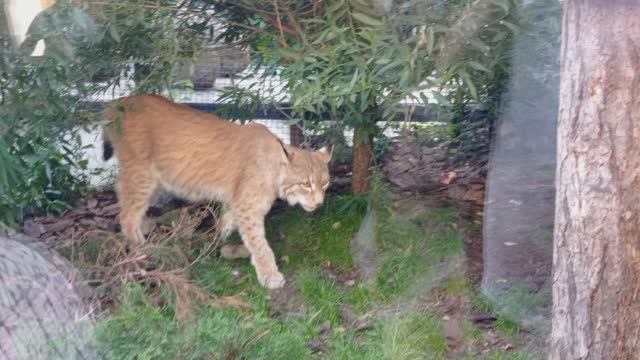 Москва: В зоопарке за слоном... | Николай Артемьев
