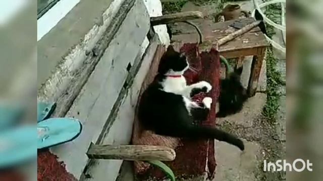 Цыганка против Васьки.