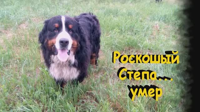 РОСКОШНЫЙ Степа... Умер