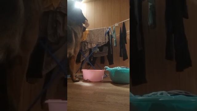 Овчарка помогает развешивать белье. Баларис АЙНА БРАЙТ СТАР