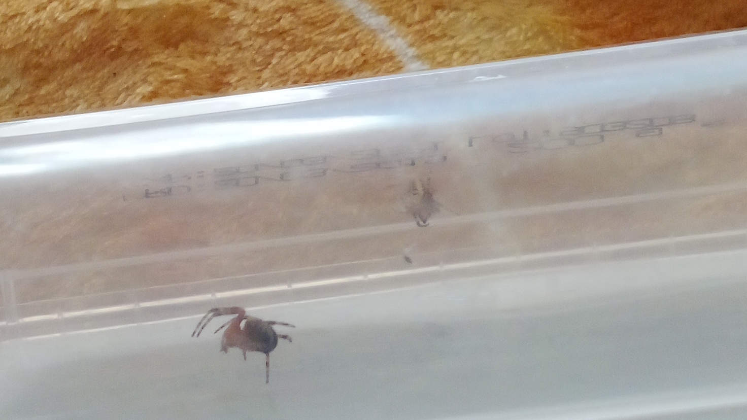 два паука в одном контейнере 1 часть