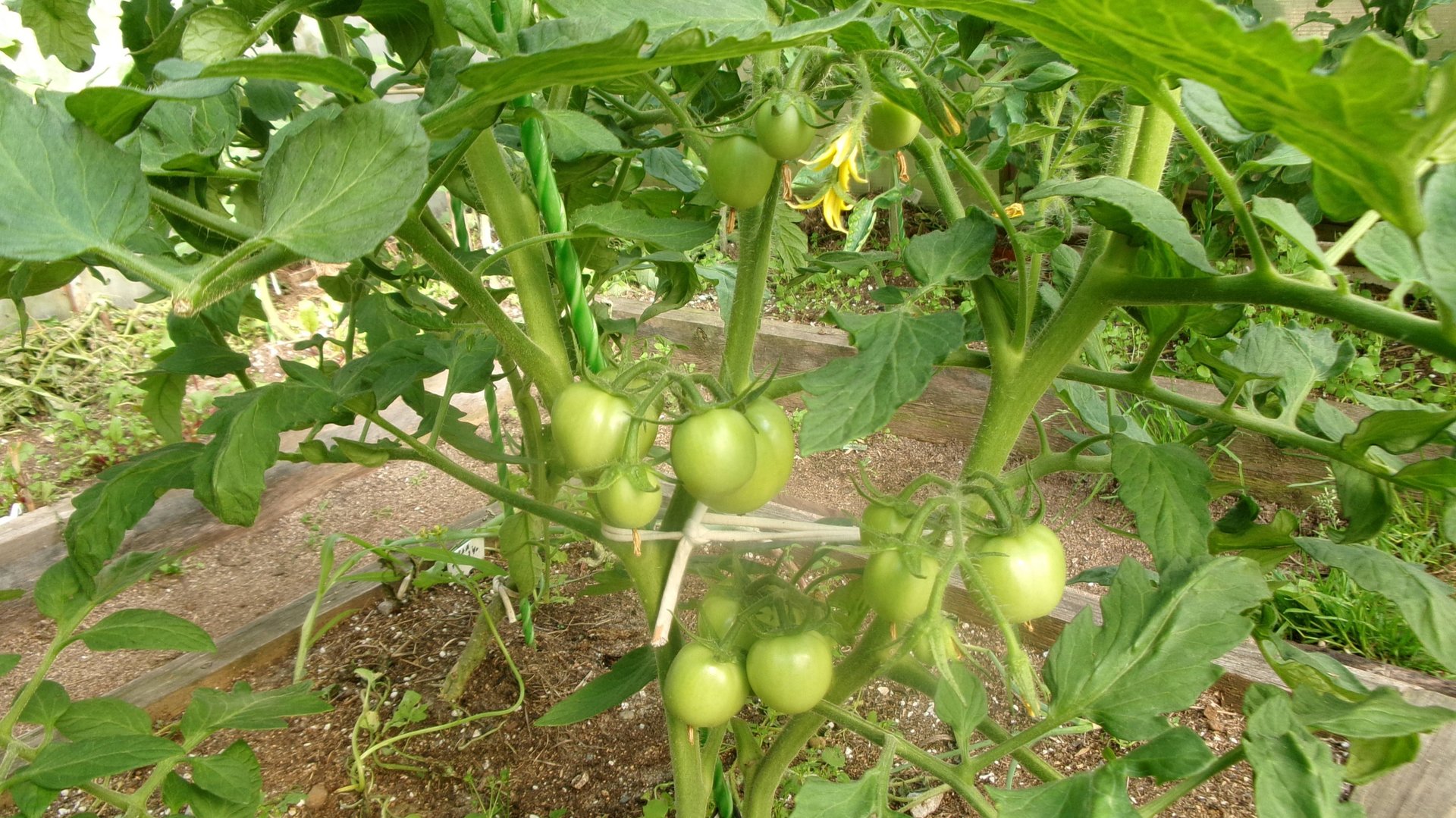 Вот такие у меня сейчас томаты. Чем и как, я их удобряла...Живем в ХМАО Западная Сибирь.