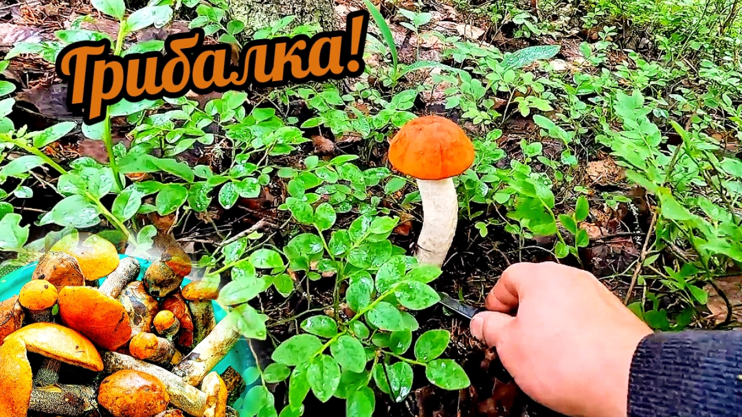 В лес за грибами!