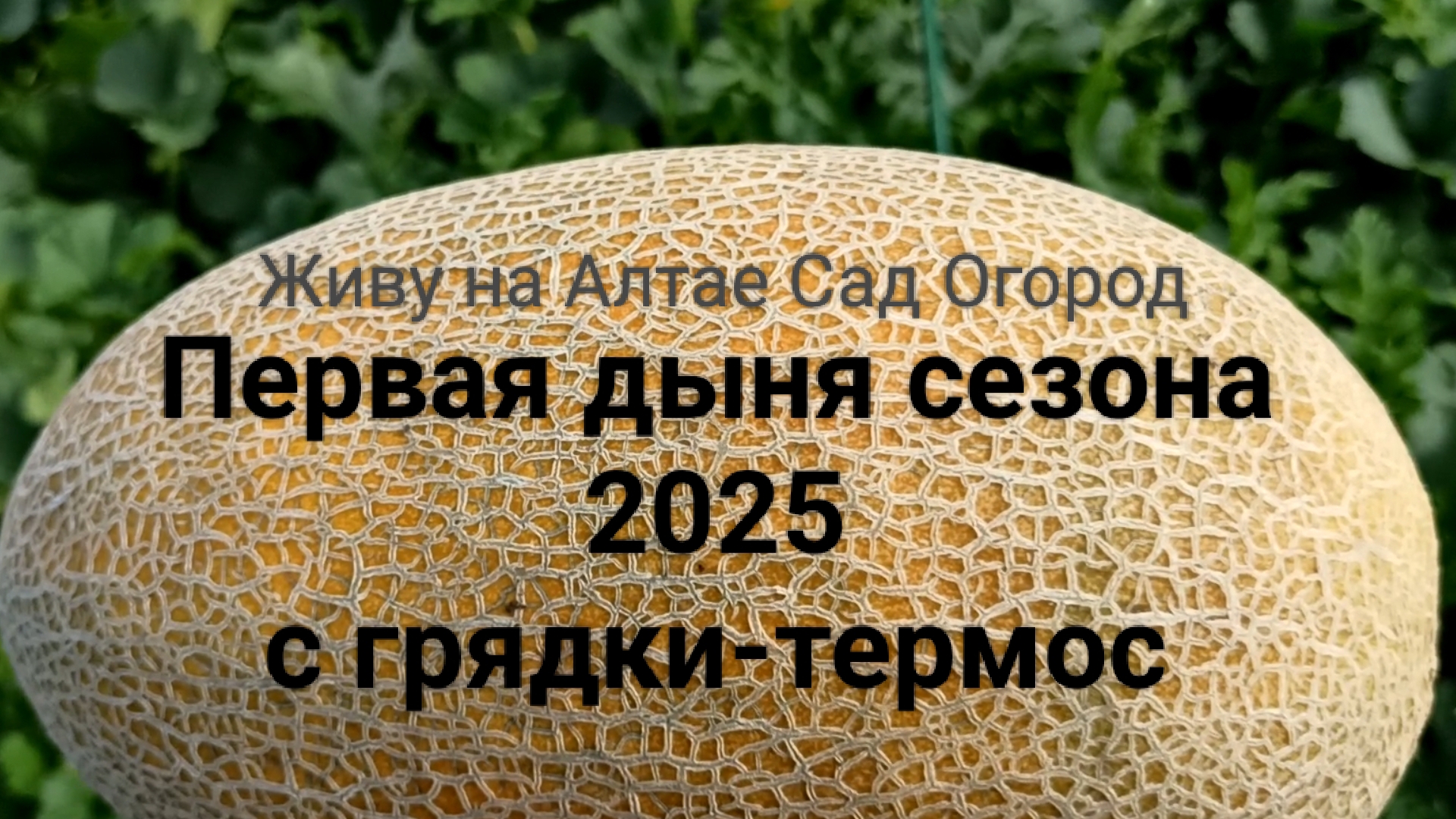 9 июля Арбузы и дыни на грядке-термосе