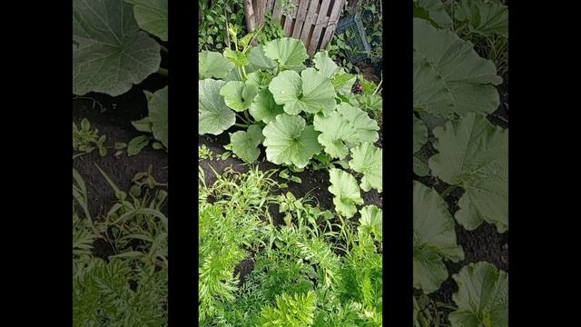 наш сад 8 июля