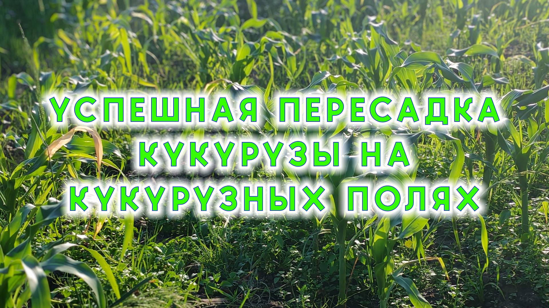 Успешная пересадка кукурузы на кукурузных полях