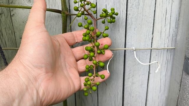 Виноград Альфа 09-07-2025