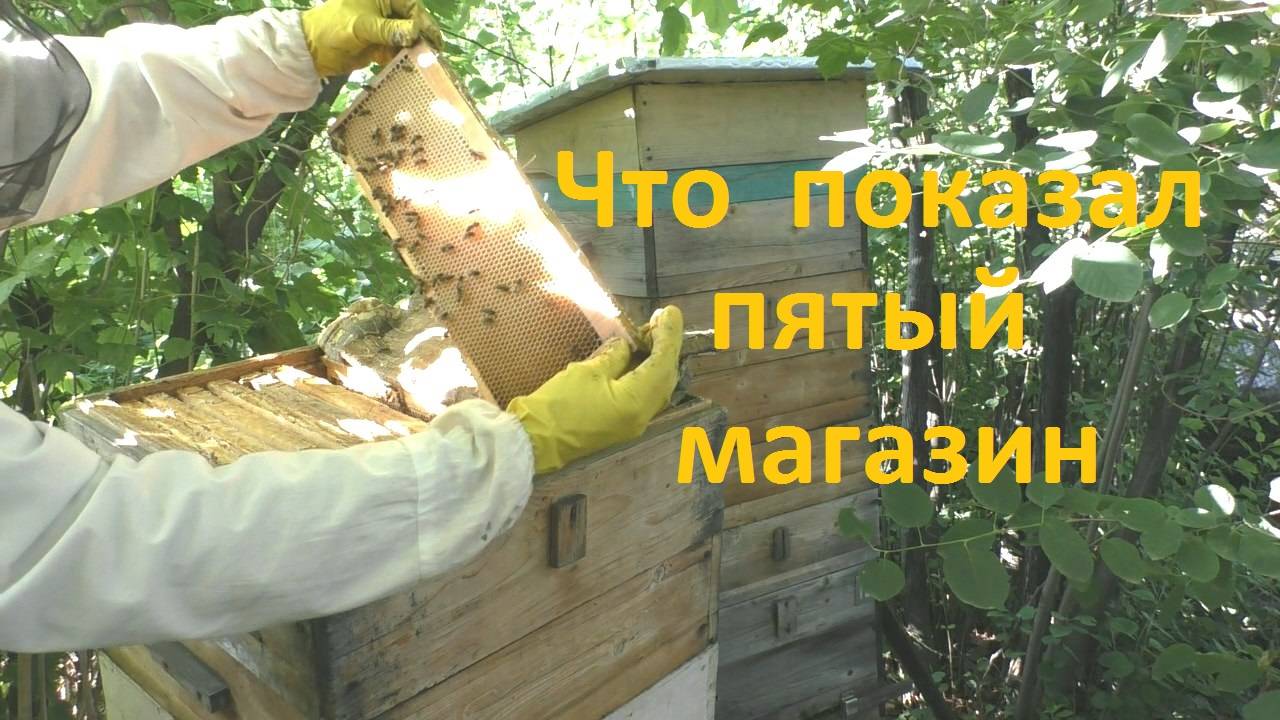 Смотрю стоило ли ставить пятые магазины