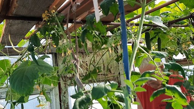 ВОТ ЭТО УРОЖАЙ!