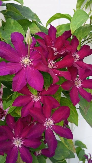 цветочки. 5 июля 2025 г.