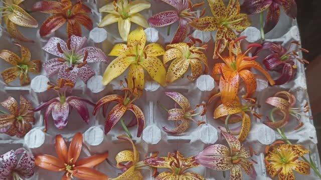 Мартагоны2-2025. Цветение сеянцев и сортов