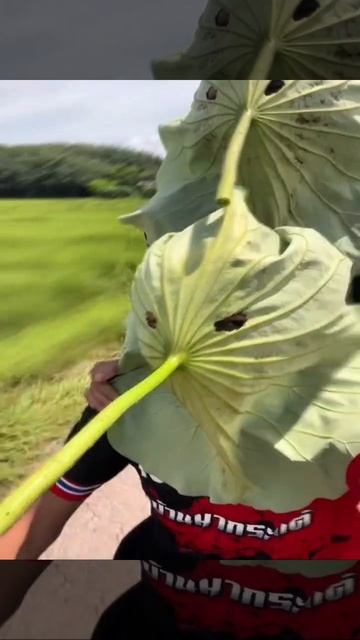 Овощи на мотоцикле