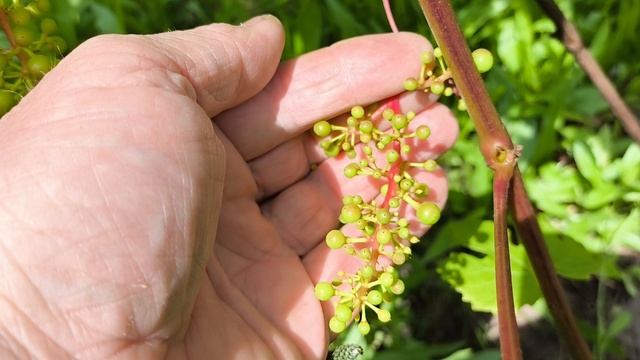 Виноград Окрашивание Мелкие Ягоды