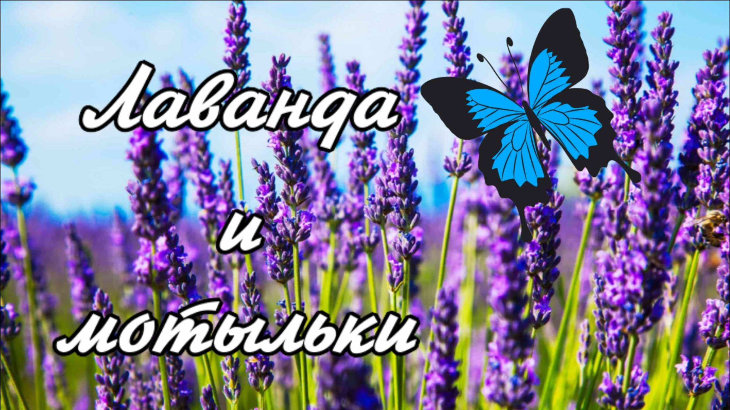 Цветущая лаванда, Яркие мотыльки, Соловьиные трели