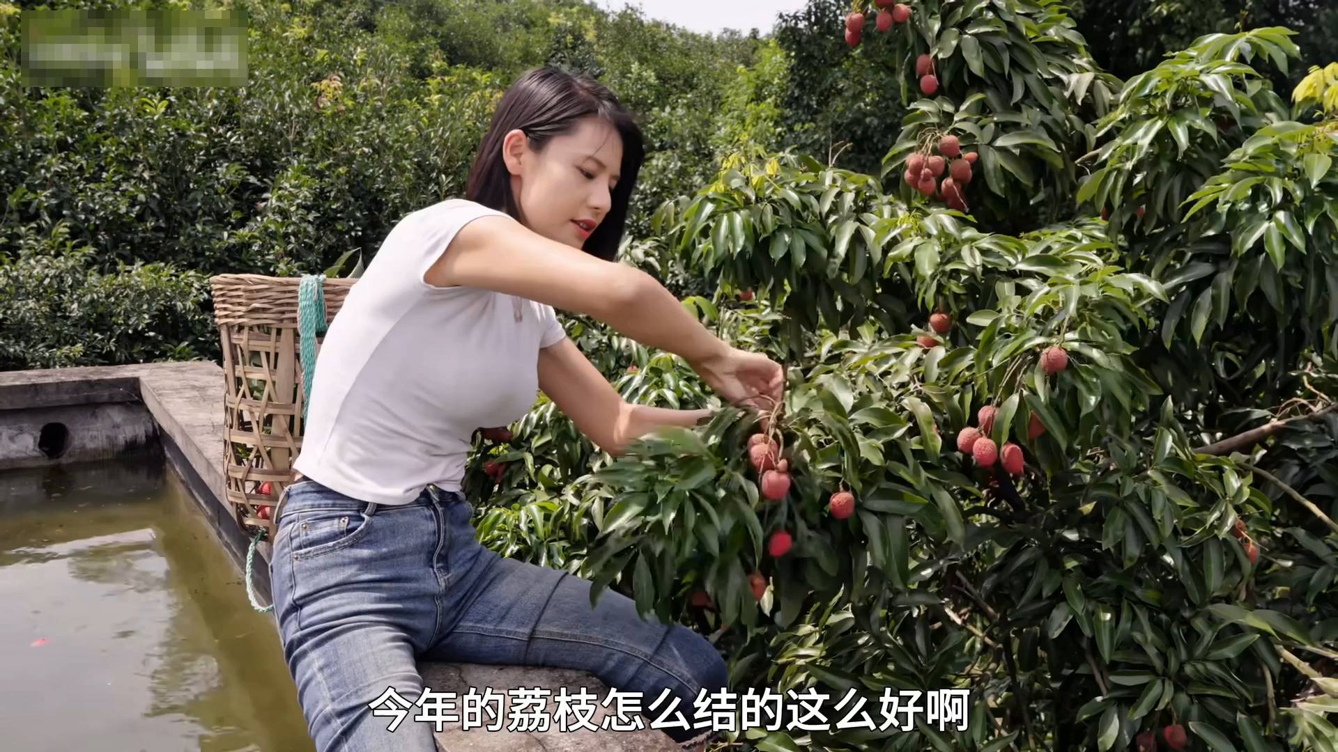 Пин Мэй - нарвала личи и продала их на улице