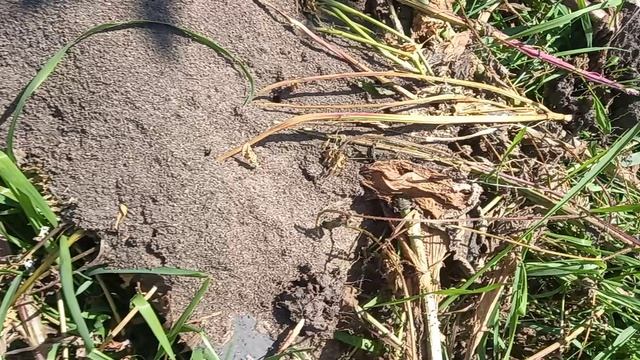 огород студентки