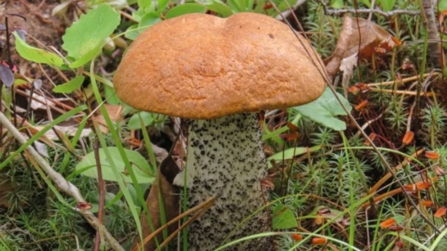 В лес за Грибами 🍄// Набрали много Грибов😋🍄//