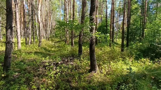 Пошел  4 день отпуска , активно проводим время  с утра в лесу собираем малину .