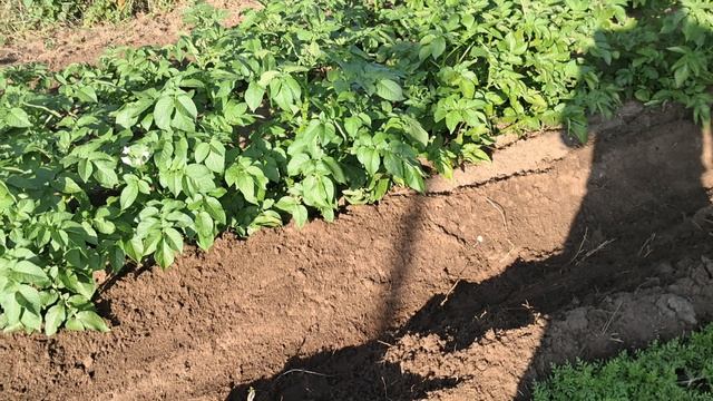 Окучивание после дождей / Проблемы с бензобаком